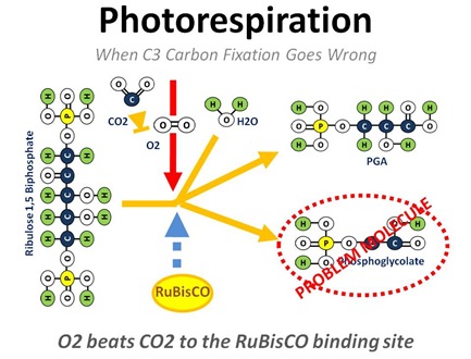 Watching the World Wake Up: Singlespeed Descents, C4 Photosynthesis ...